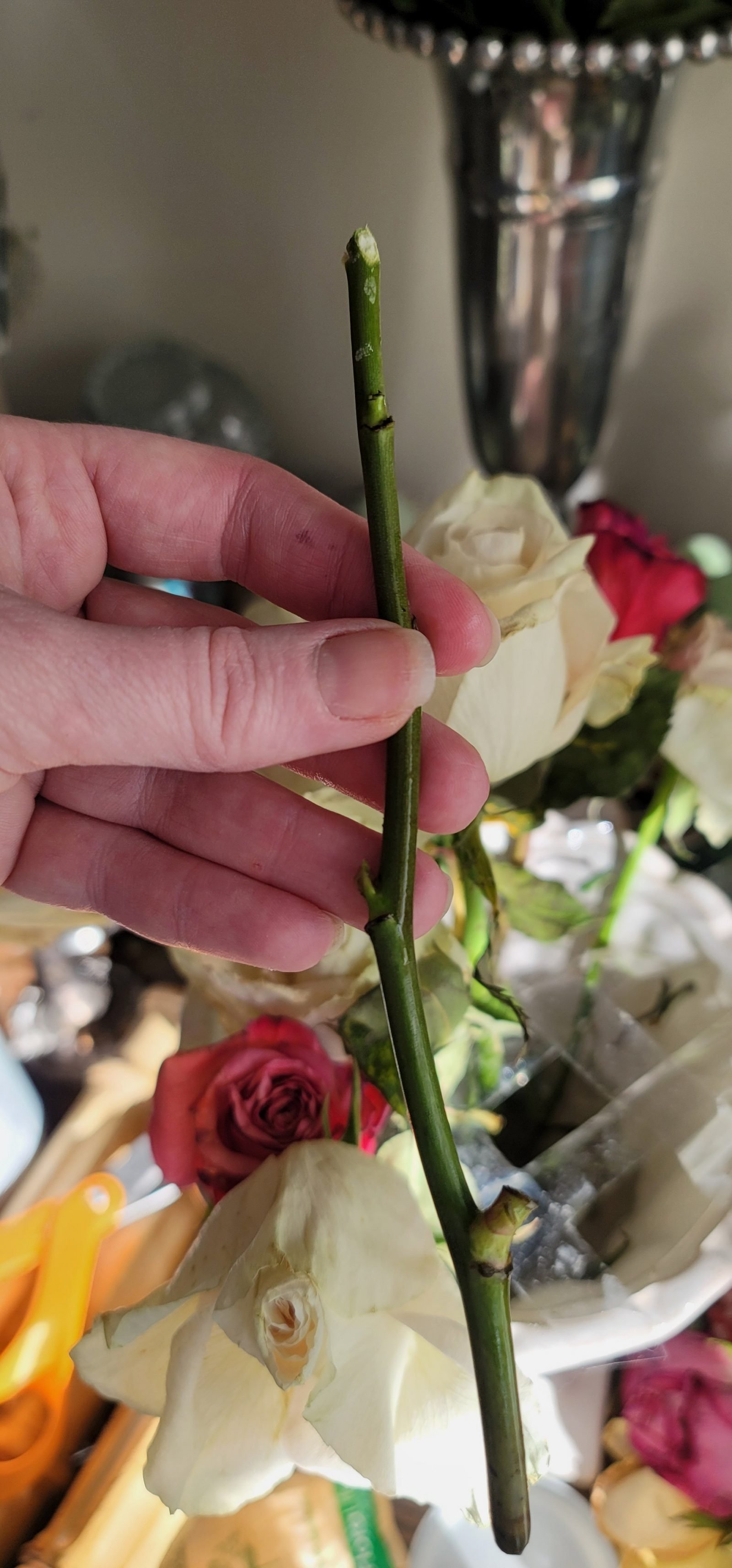 How to propagate roses from cuttings - A loverly life