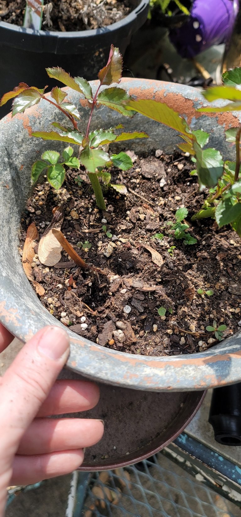 How to propagate roses from cuttings - A loverly life