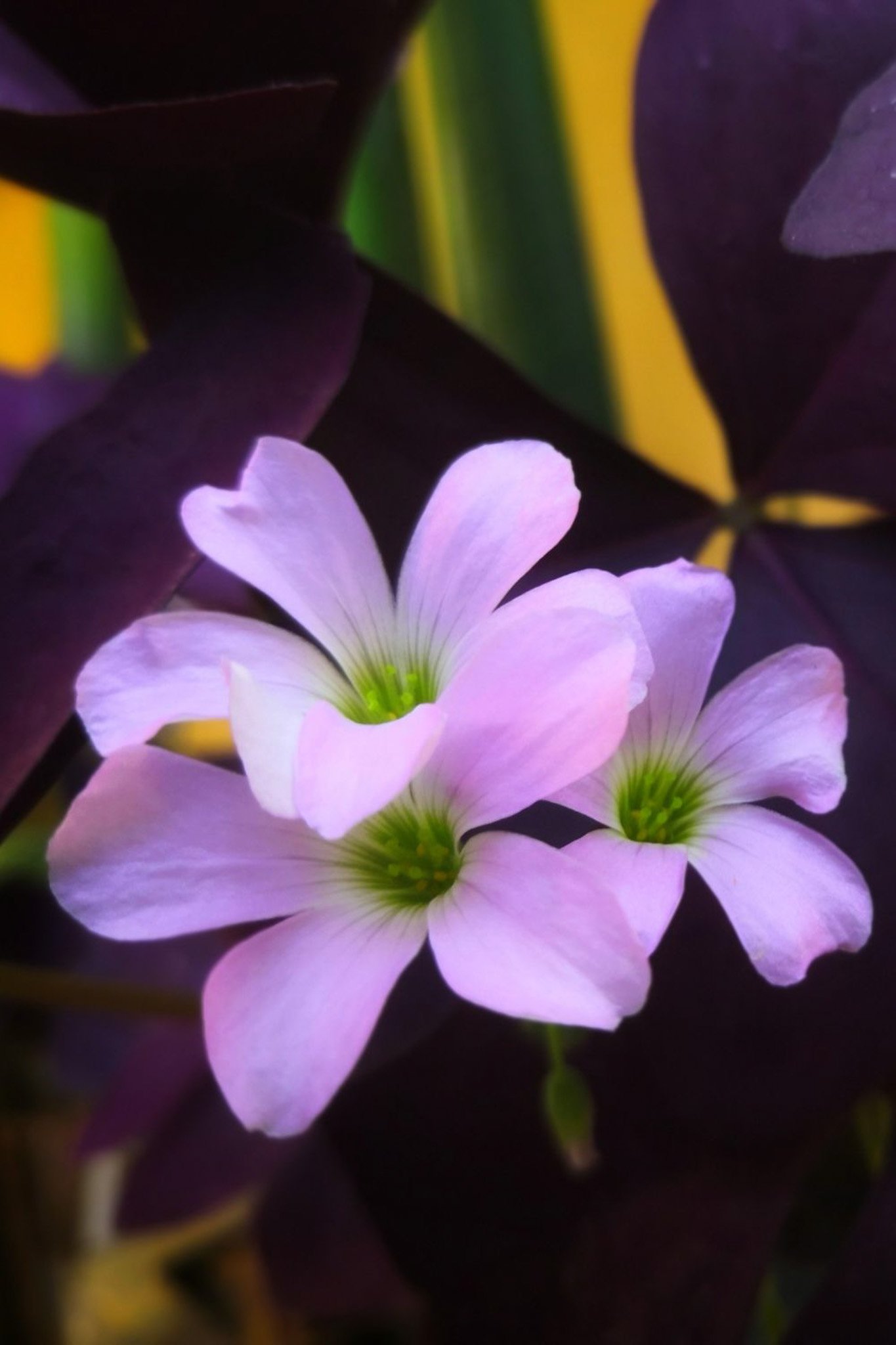 How to care for Shamrocks - A loverly life